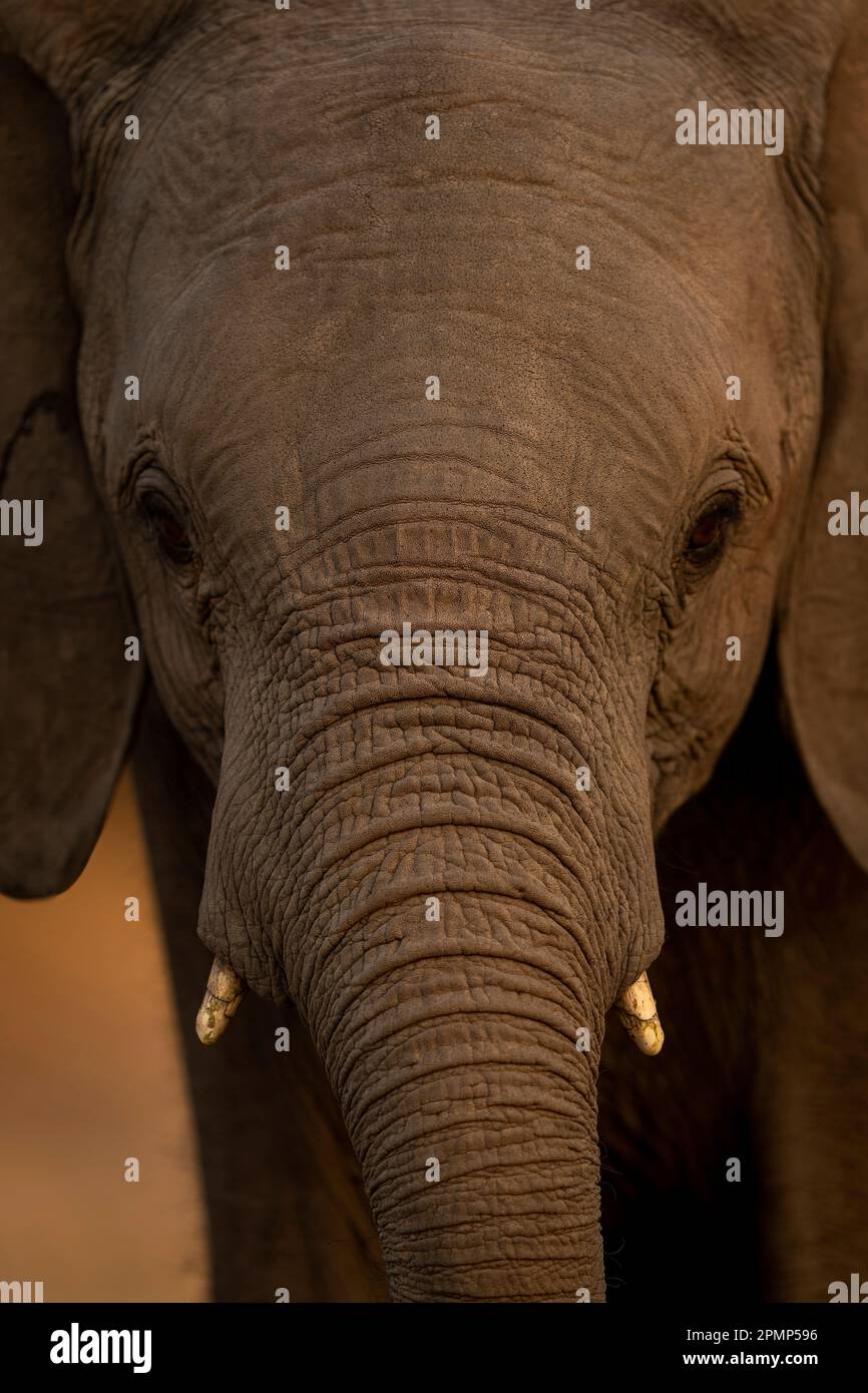 Close-up of baby African elephant (Loxodonta africana) facing camera in ...