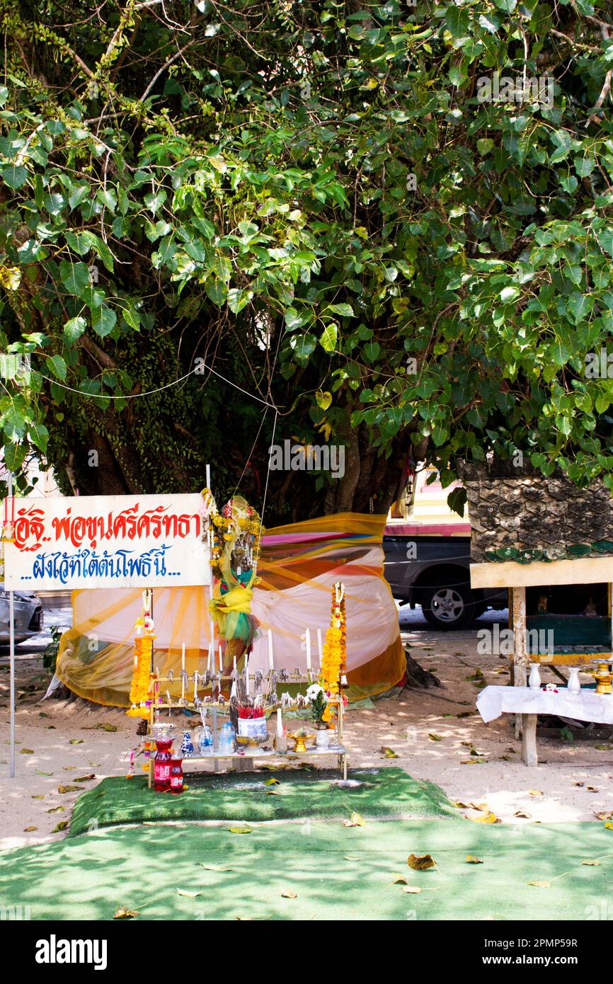 Ancient Khun Sri Sattha shrine in bodhi tree and banyan plant of Wat ...