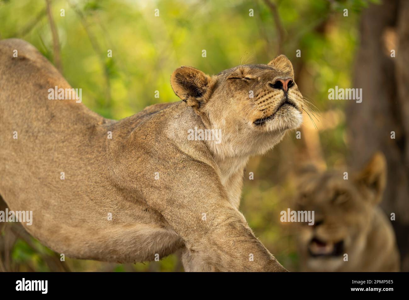 Close-up of Lioness (Panthera leo) stretching with eyes closed in Chobe ...