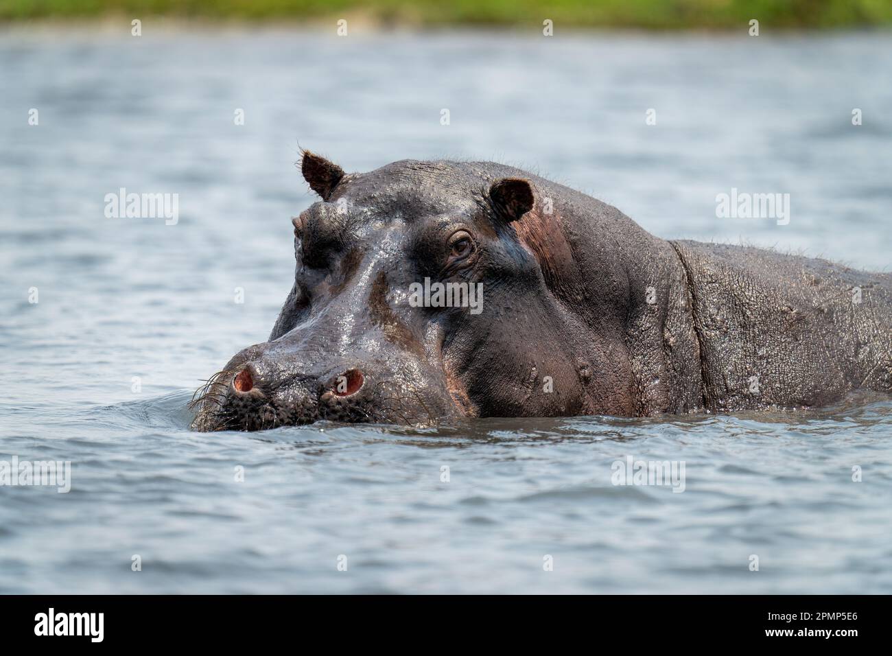Close-up of Hippo (Hippopotamus amphibius) watching camera from river ...