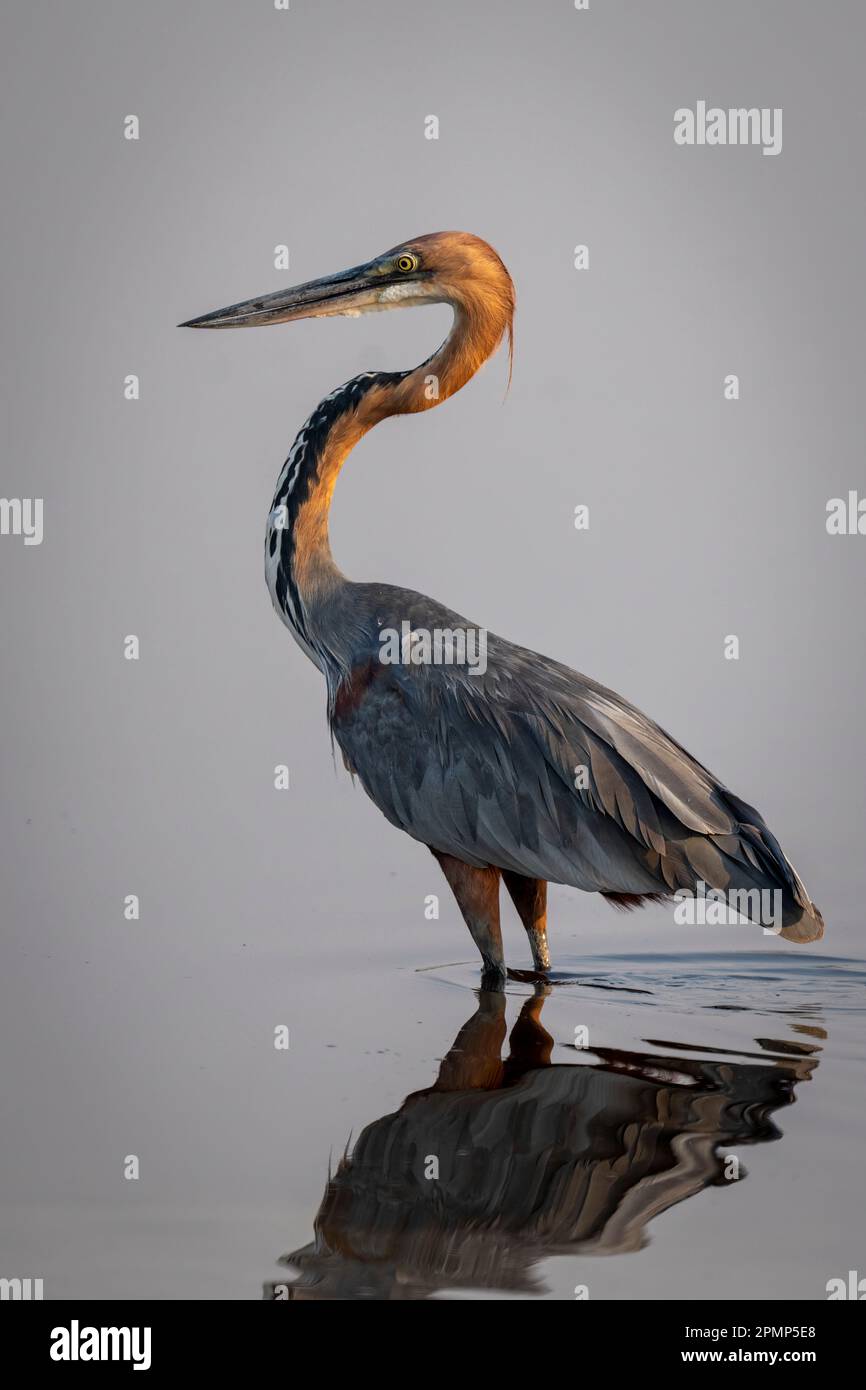 Goliath heron (Ardea goliath) stands with reflection in shallows in ...