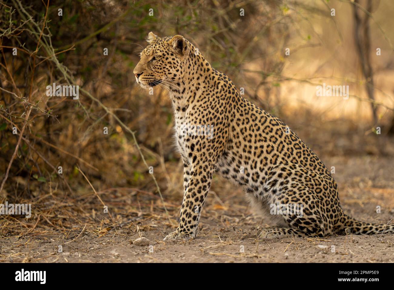 Female Leopard (Panthera pardus) sits on sand near bush in Chobe ...