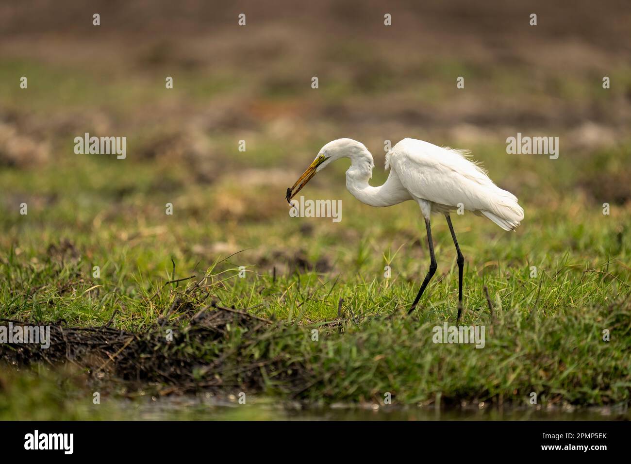 Great egret (Ardea alba) stands holding fish on riverbank in Chobe ...