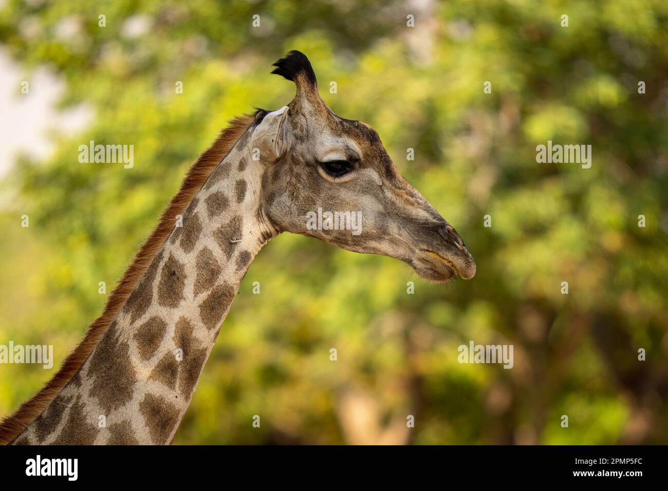Close-up of female Southern giraffe (Giraffa giraffa angolensis) in ...