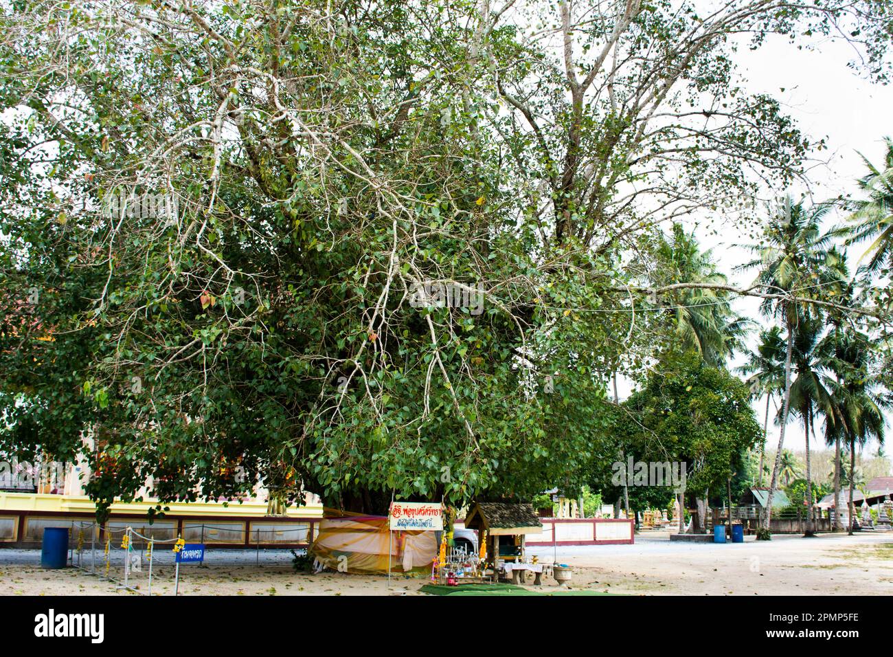 Ancient Khun Sri Sattha shrine in bodhi tree and banyan plant of Wat ...