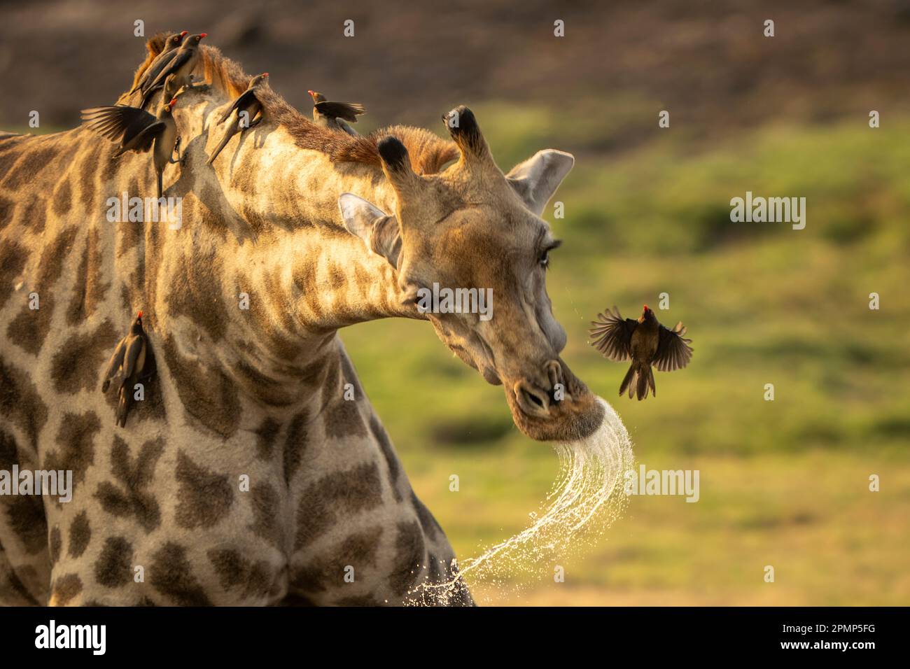 Close-up of female Southern giraffe (Giraffa giraffa angolensis ...