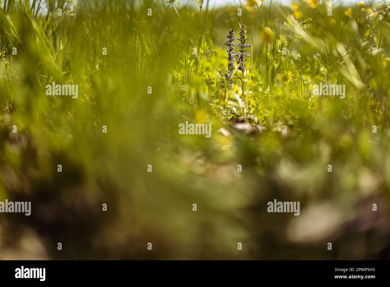 This macro photograph captures the essence of spring with its vibrant ...