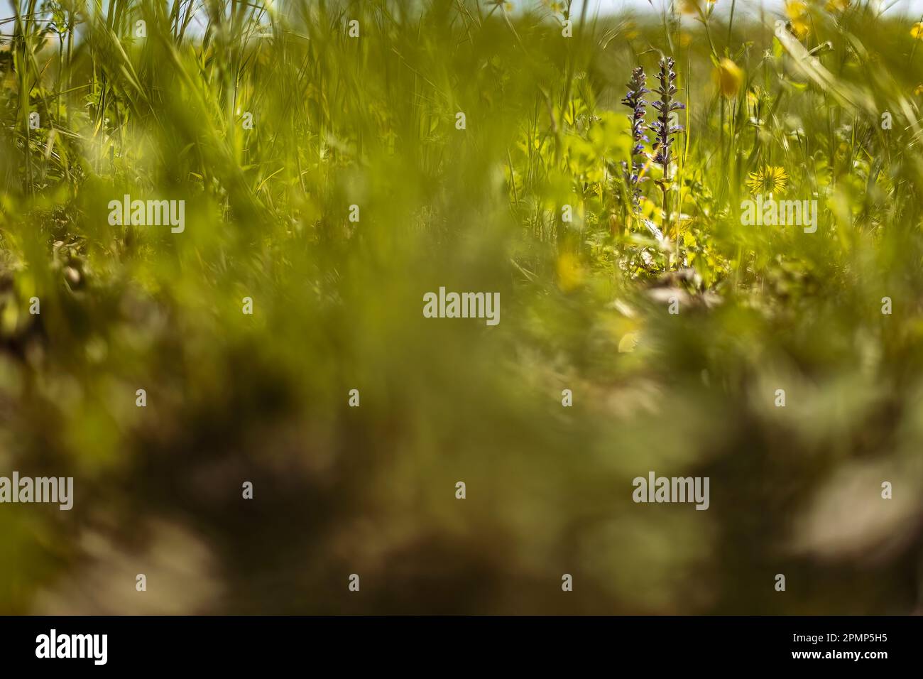 This macro photograph captures the essence of spring with its vibrant ...