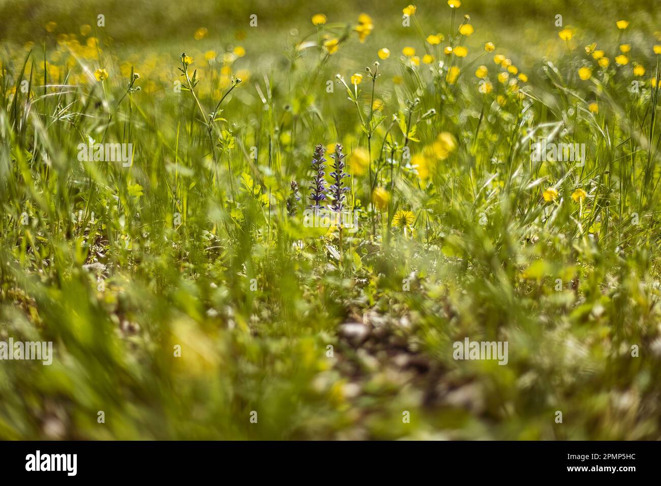 This macro photograph captures the essence of spring with its vibrant ...