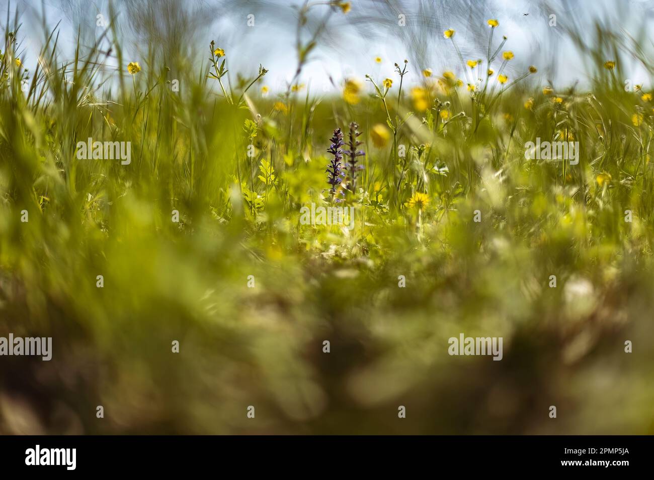 This macro photograph captures the essence of spring with its vibrant ...