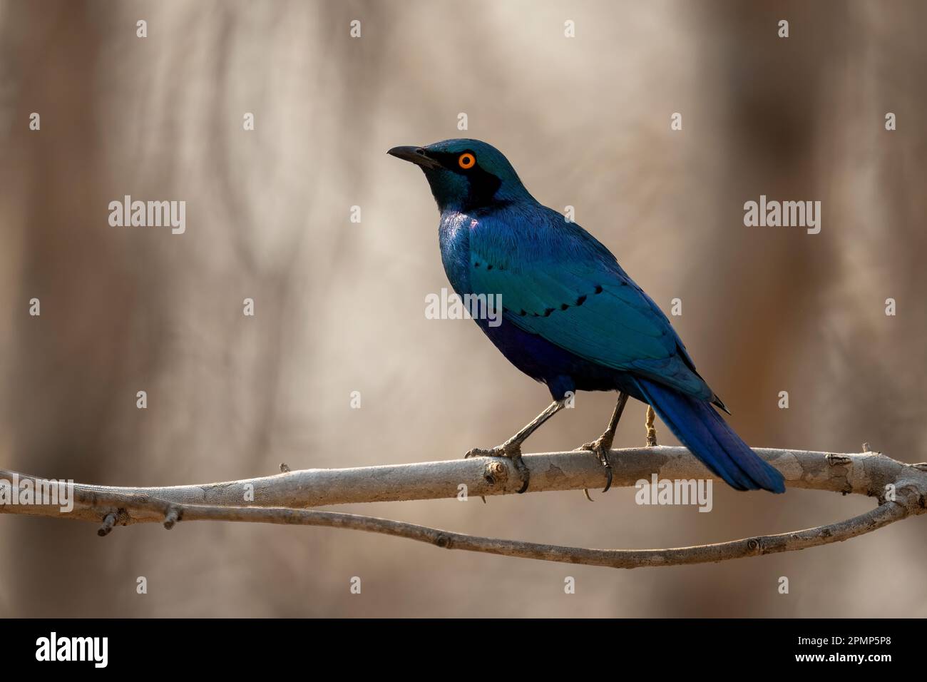 Greater blue-eared starling (Lamprotornis chalybaeus) turns head on ...