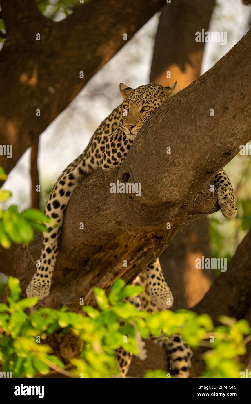 Leopard (Panthera pardus) lies straddling tree branch looking left in ...