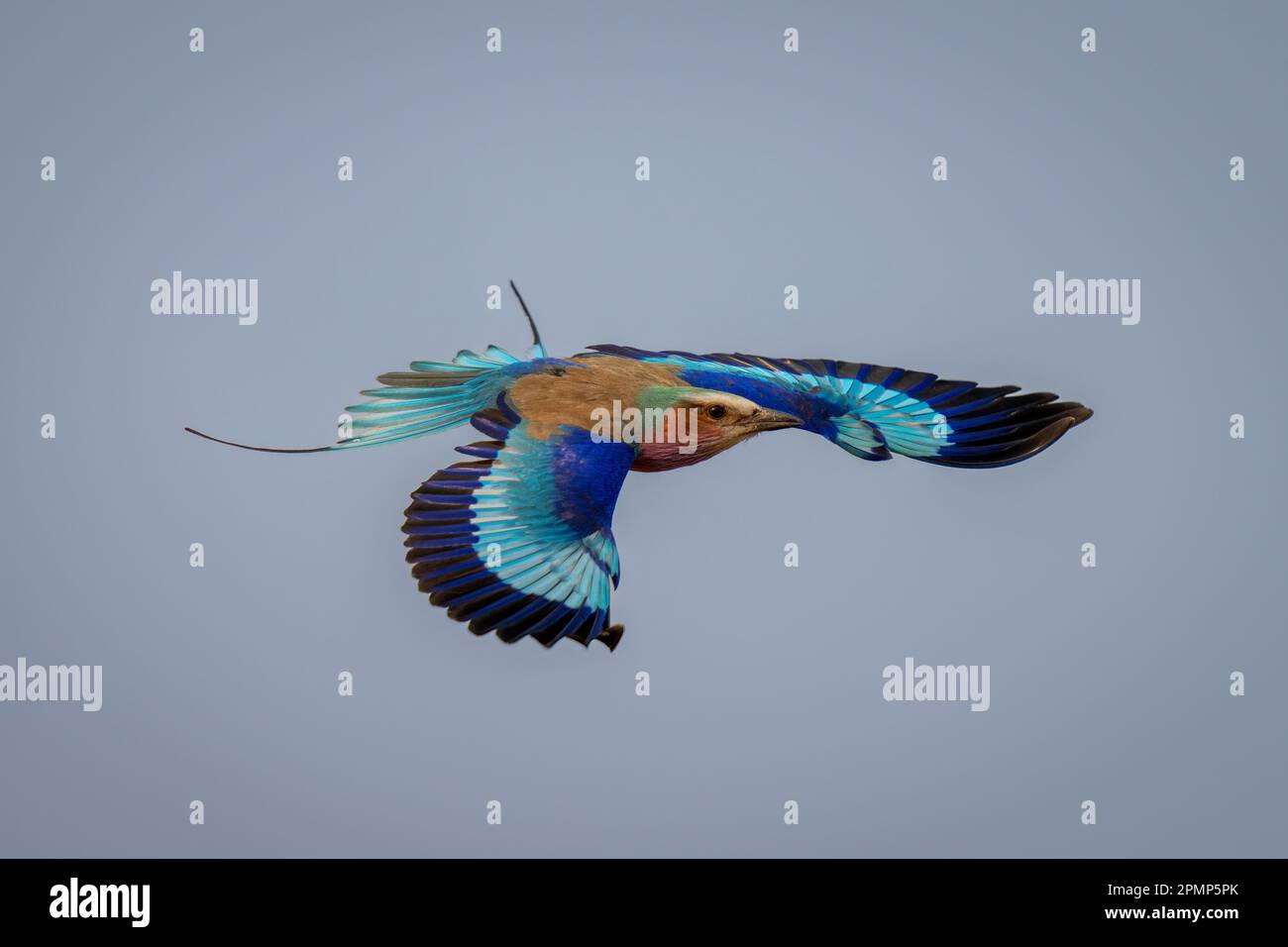 Lilac-breasted roller (Coracias caudatus) flies spreading wings with ...