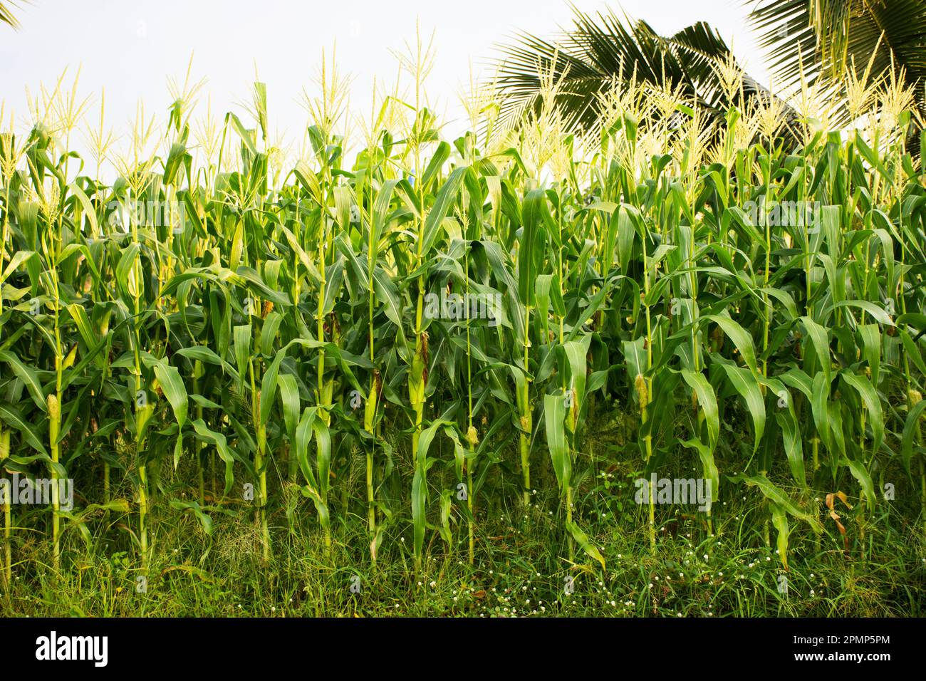 View landscape agricultural cultivation plantation corn tree plant ...