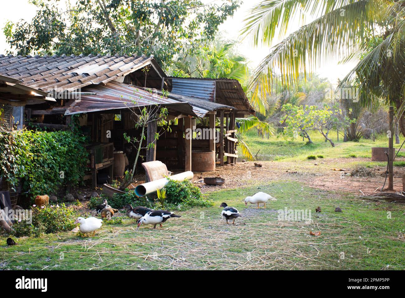 Domestic local thai duck and muscovy ducks family walking find feeding ...