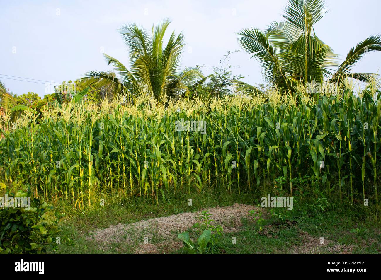 View landscape agricultural cultivation plantation corn tree plant ...