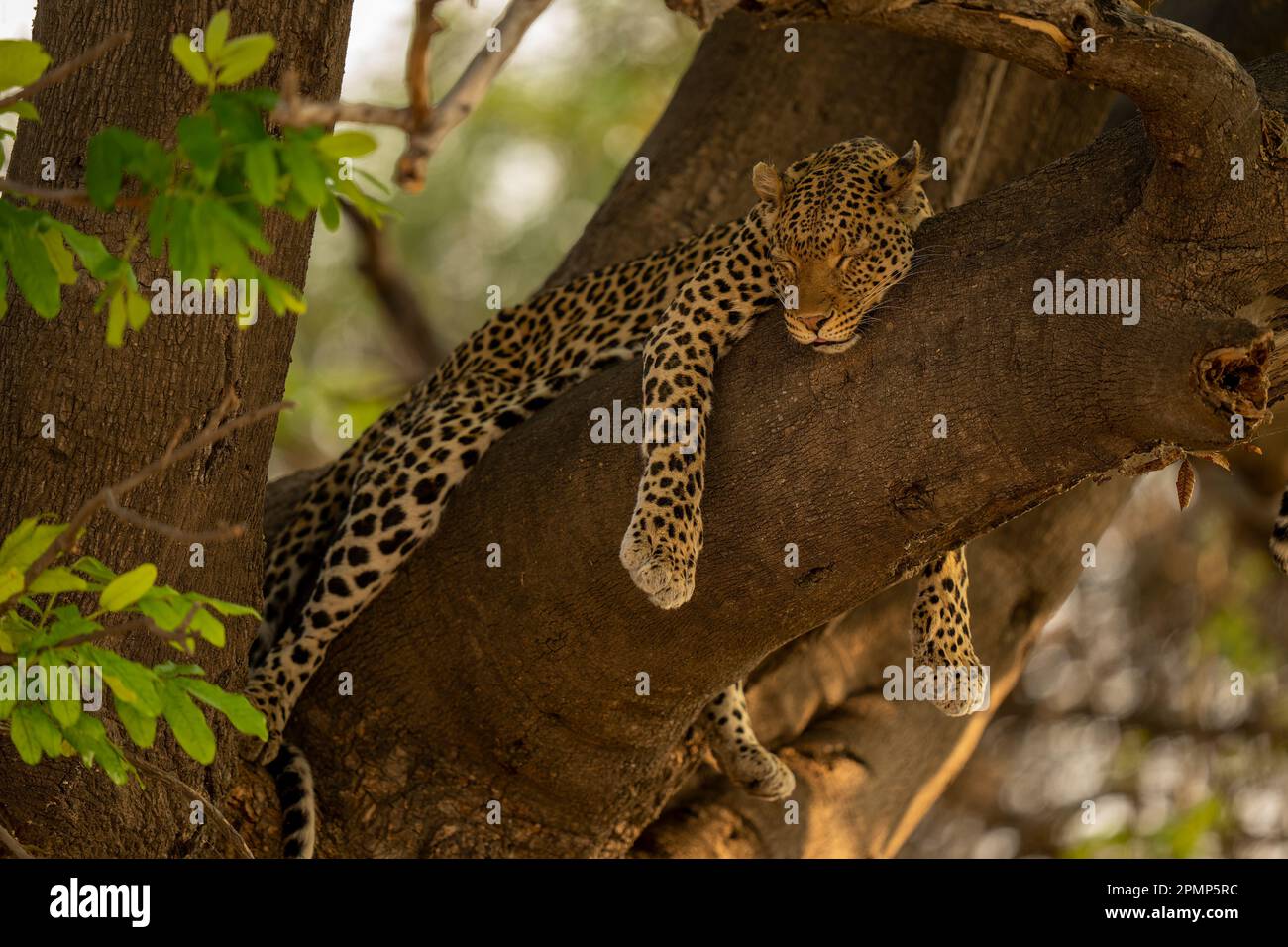 Leopard (Panthera pardus) lies asleep straddling branch of tree in ...