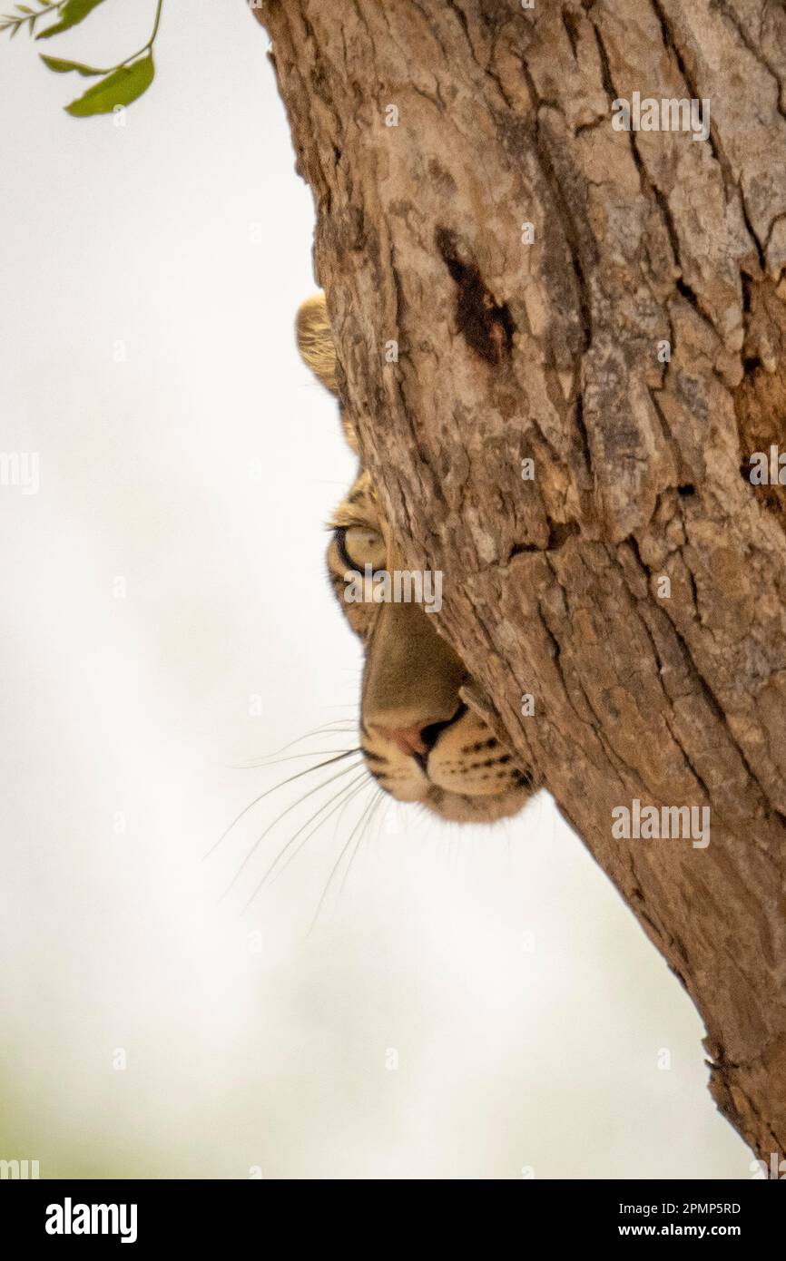 Leopard (Panthera pardus) peers out from behind tree trunk in Chobe ...