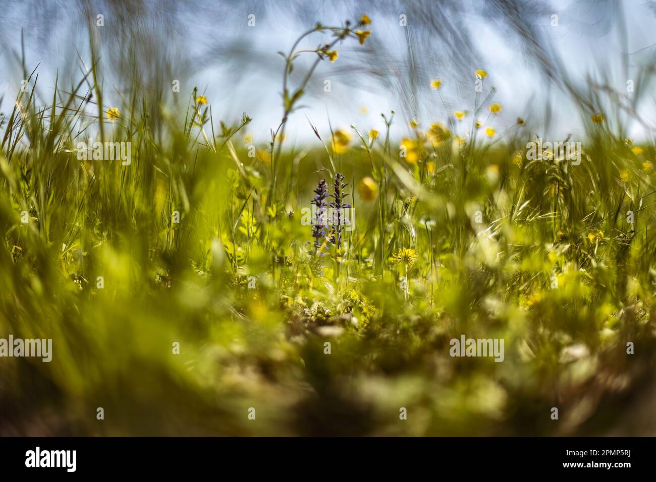 This macro photograph captures the essence of spring with its vibrant ...