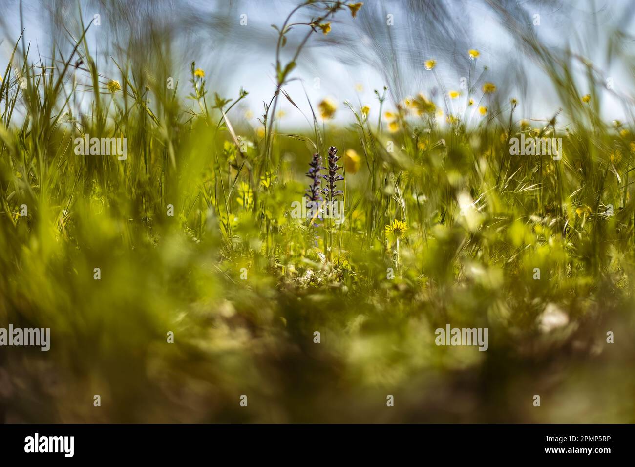 This macro photograph captures the essence of spring with its vibrant ...