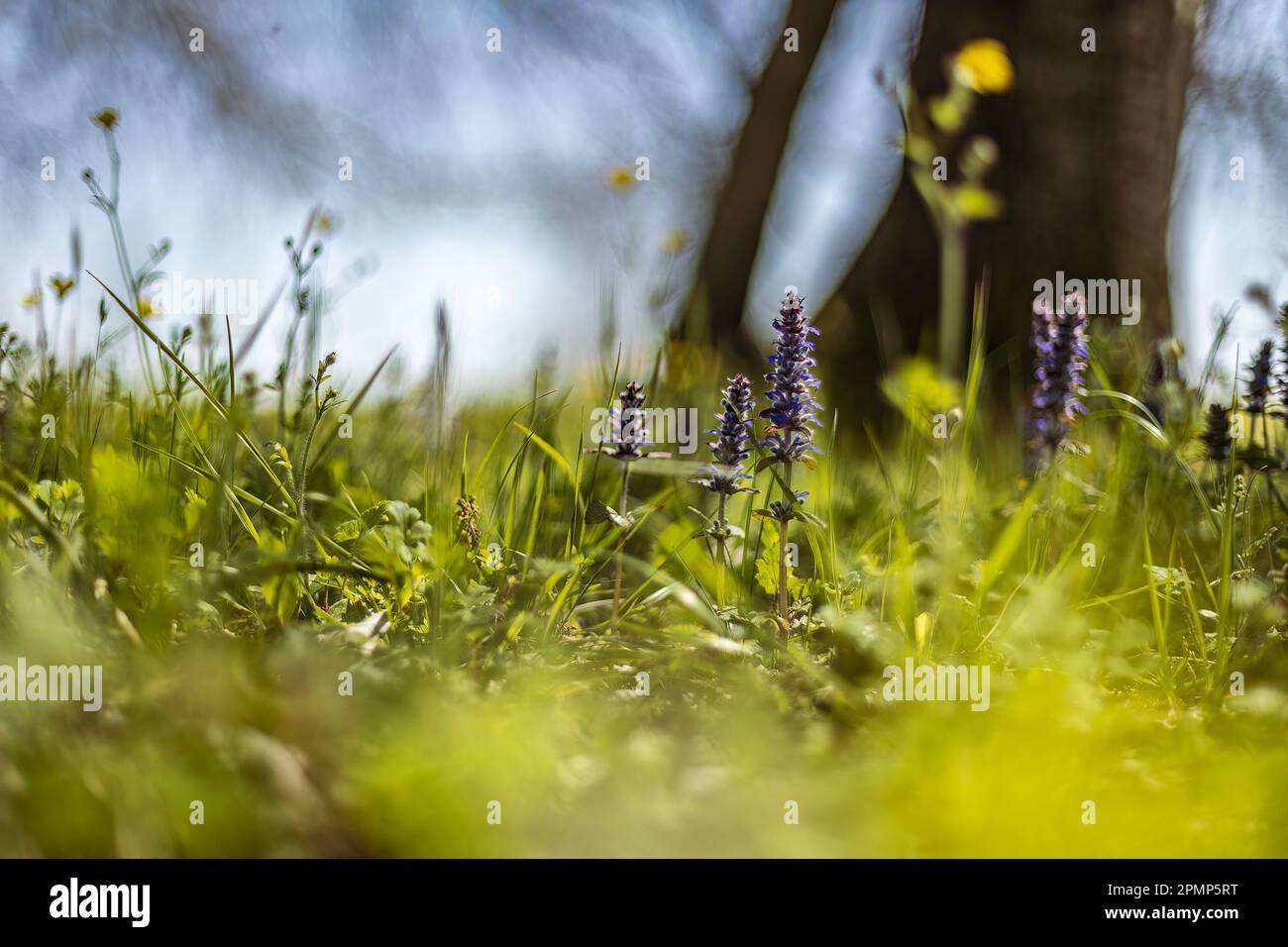 This macro photograph captures the essence of spring with its vibrant ...