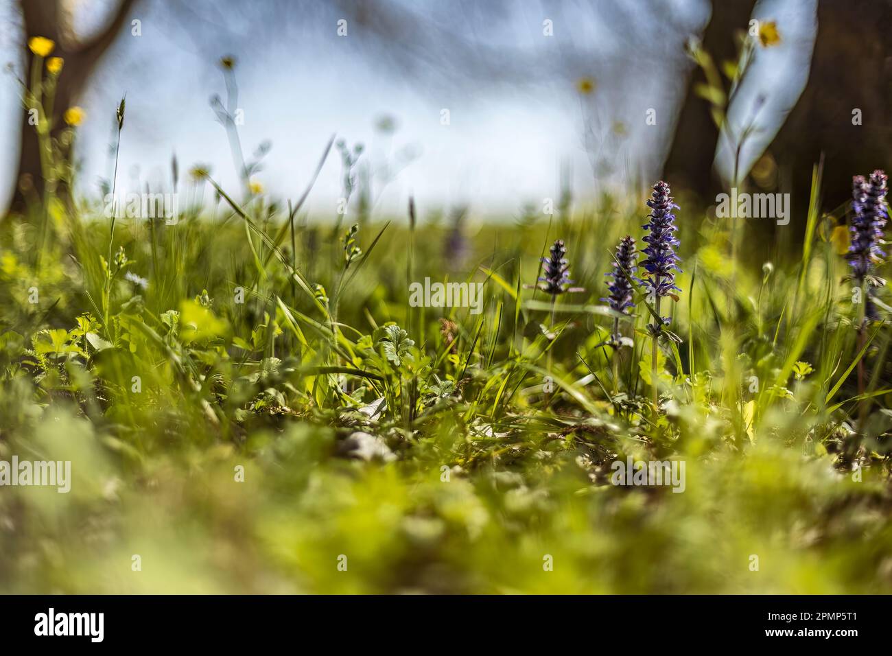 This macro photograph captures the essence of spring with its vibrant ...