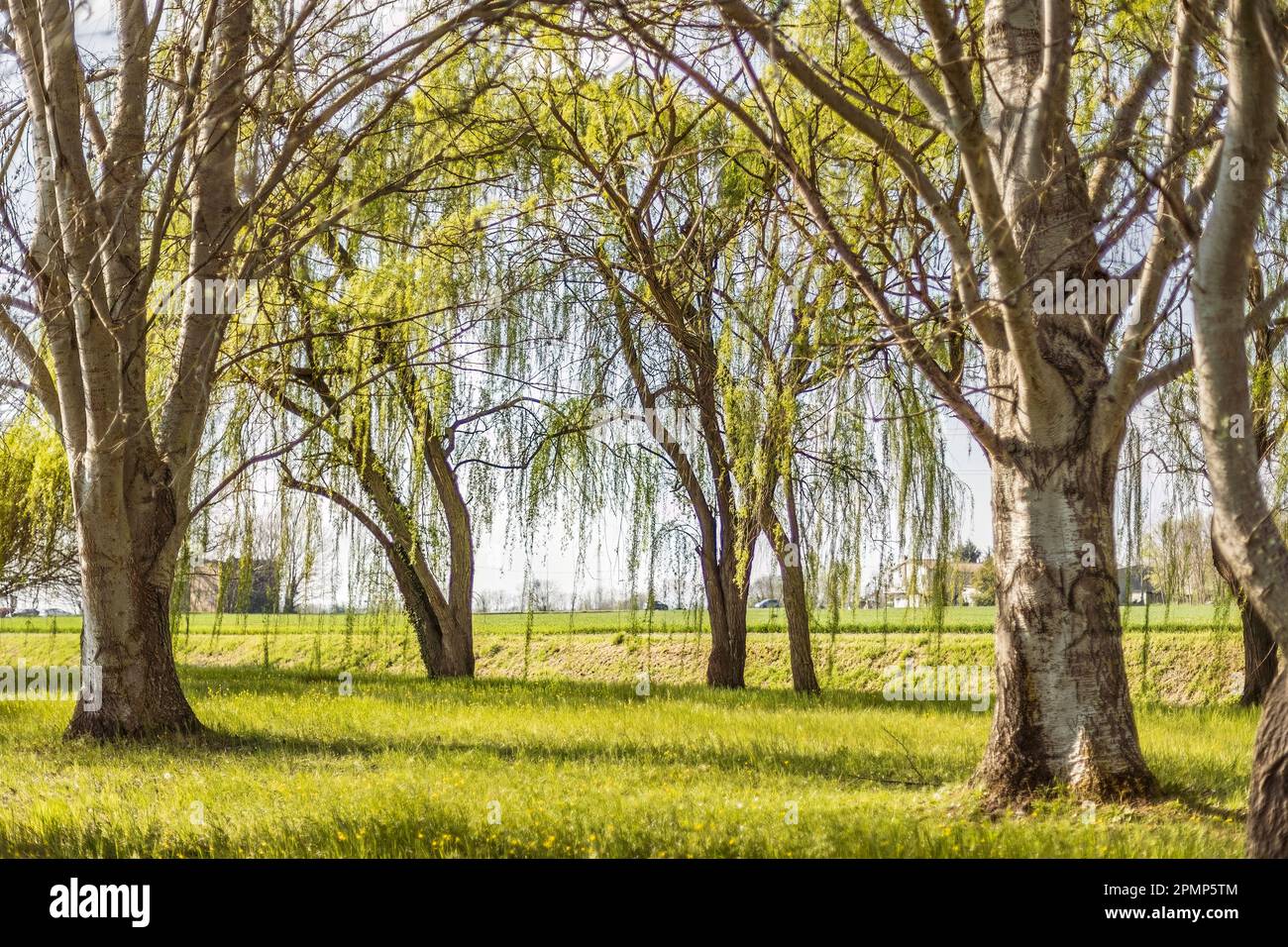A photo of a group of weeping willow trees, their branches hanging down ...