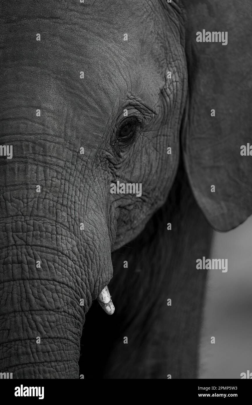 Monochrome close-up of half baby elephant face (Loxodonta africana) in ...