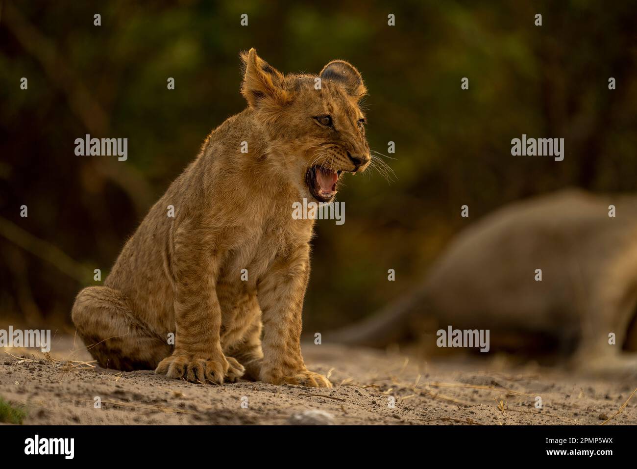 Lion cub (Panthera leo) sits yelping on sandy ground in Chobe National ...