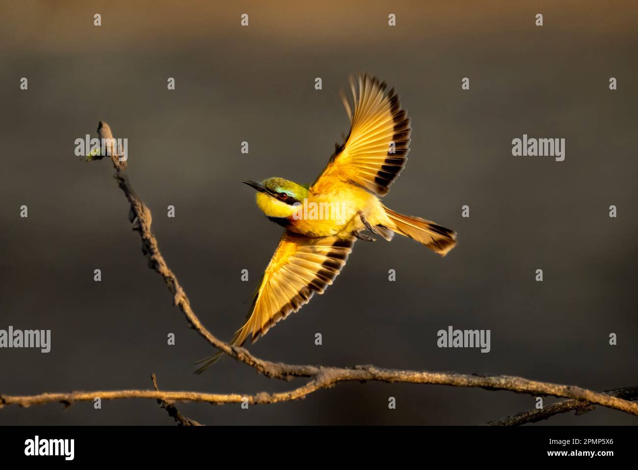 Little bee-eater (Merops pusillus) with catchlight flies spreading ...
