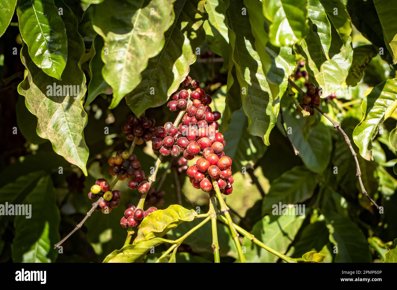 Ripening red robusta coffee cherries crowded on a stem on a coffee tree ...
