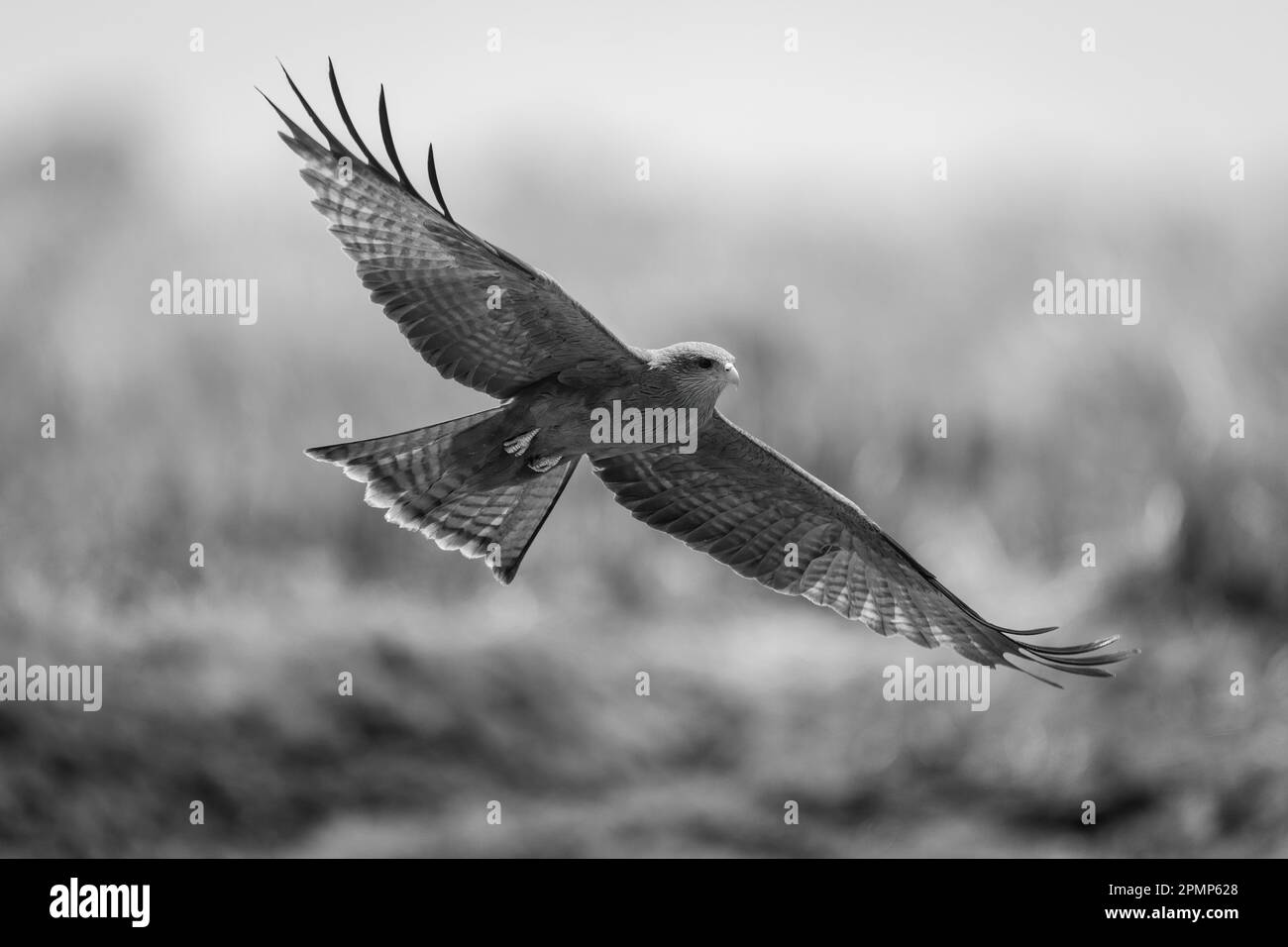 Monochrome of Yellow-billed kite (Milvus aegyptius parasitus) spreading ...