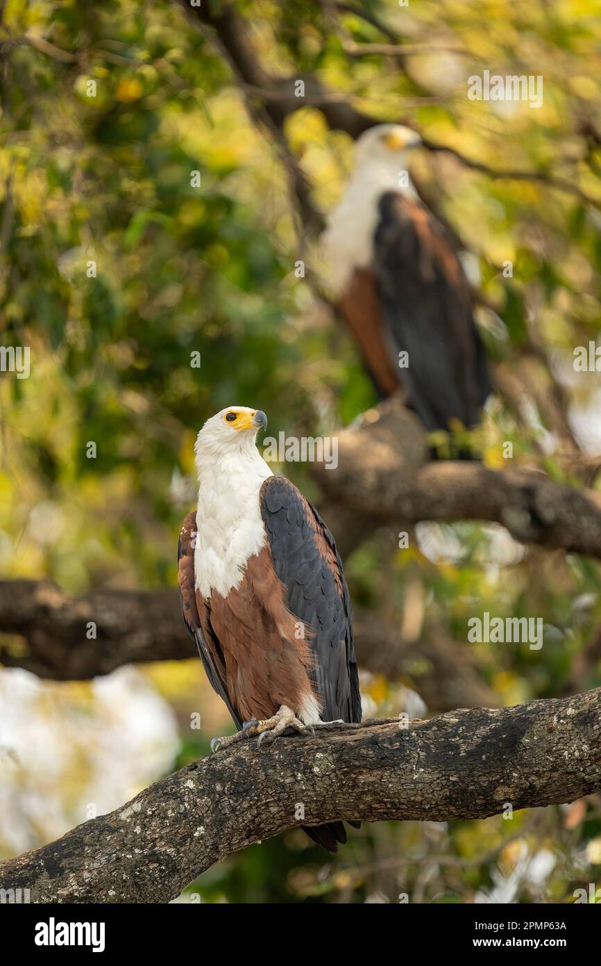 Fish eagle lodge hi-res stock photography and images - Alamy