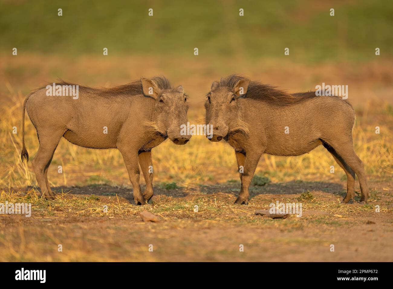 Two Common warthogs (Phacochoerus africanus) stand turning towards ...