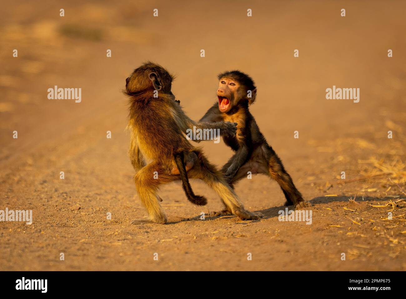 Two baby monkeys fighting hi-res stock photography and images - Alamy