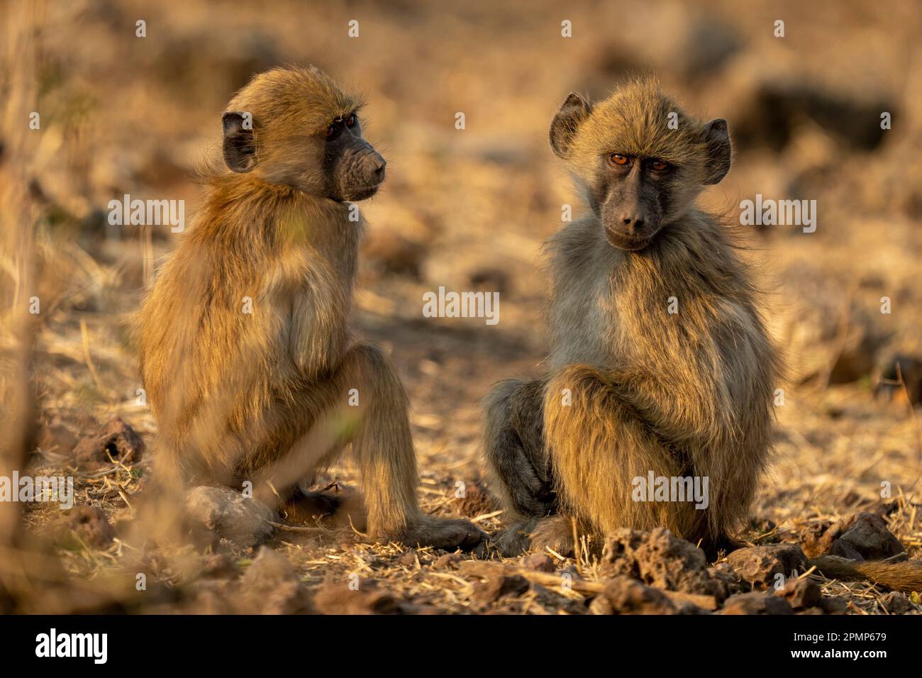 Two baboons resting close hi-res stock photography and images - Alamy