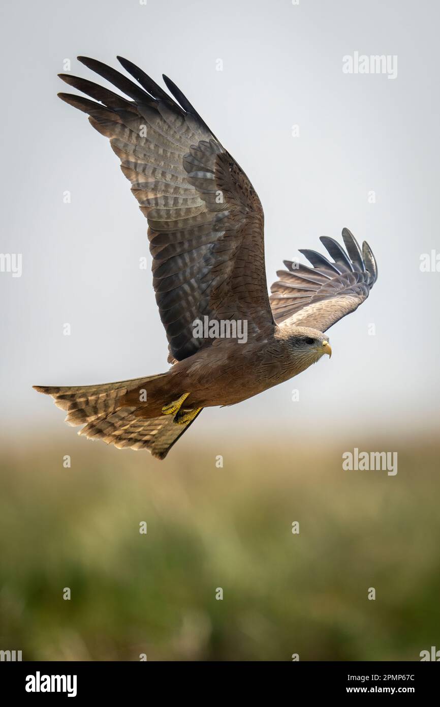 Yellow-billed kite (Milvus aegyptius parasitus) flies over plain ...