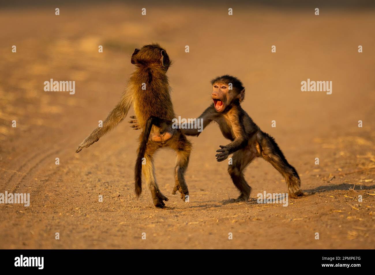 Two baby Chacma baboons (Papio ursinus) playing on track in Chobe ...