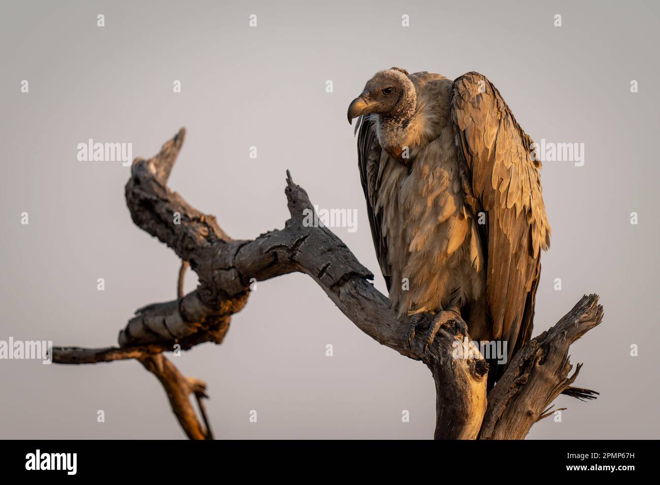 White-backed vulture (Gyps africanus) with catchlight in dead tree in ...