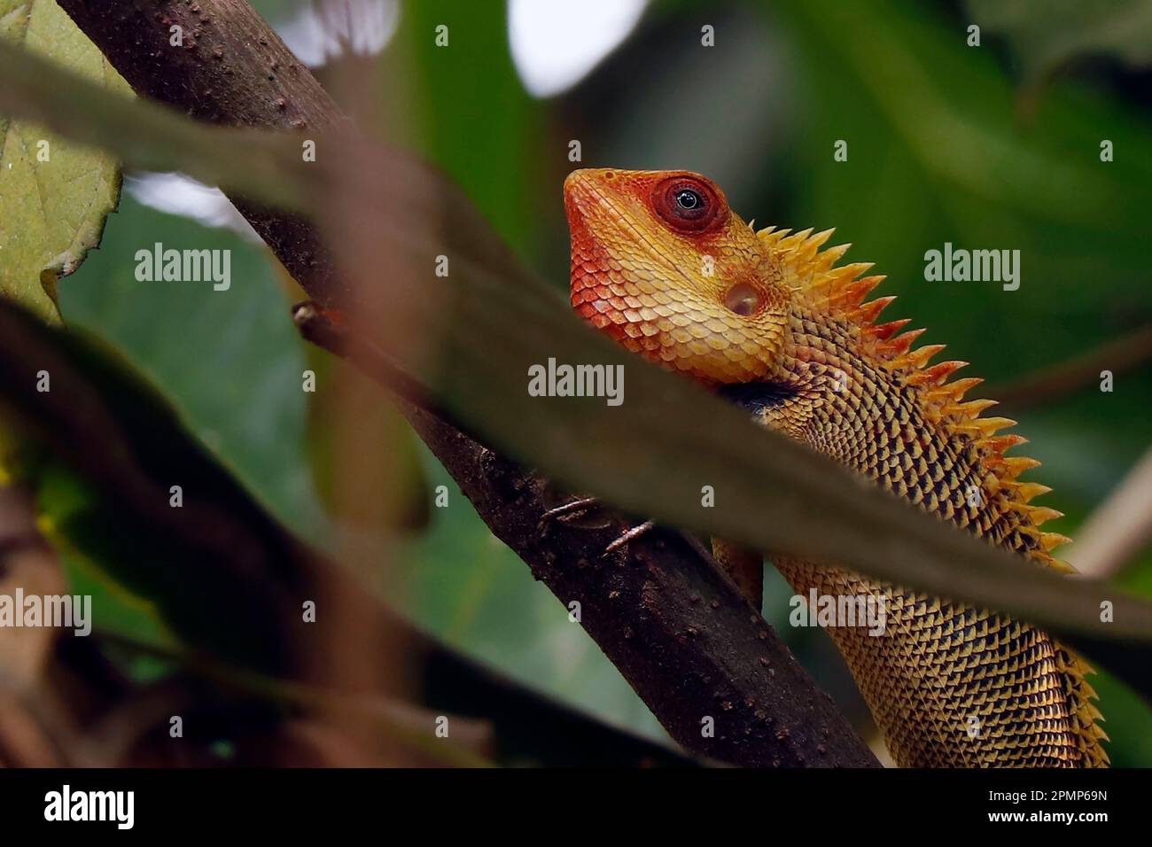 common indian garden color changing lizard in close up Stock Photo - Alamy