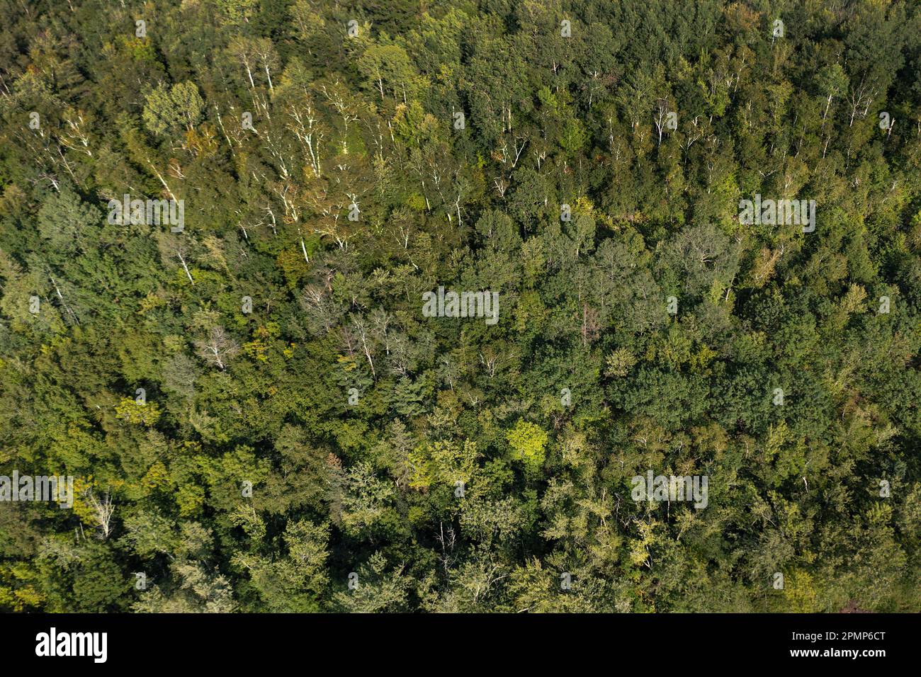 Green treetops hi-res stock photography and images - Alamy