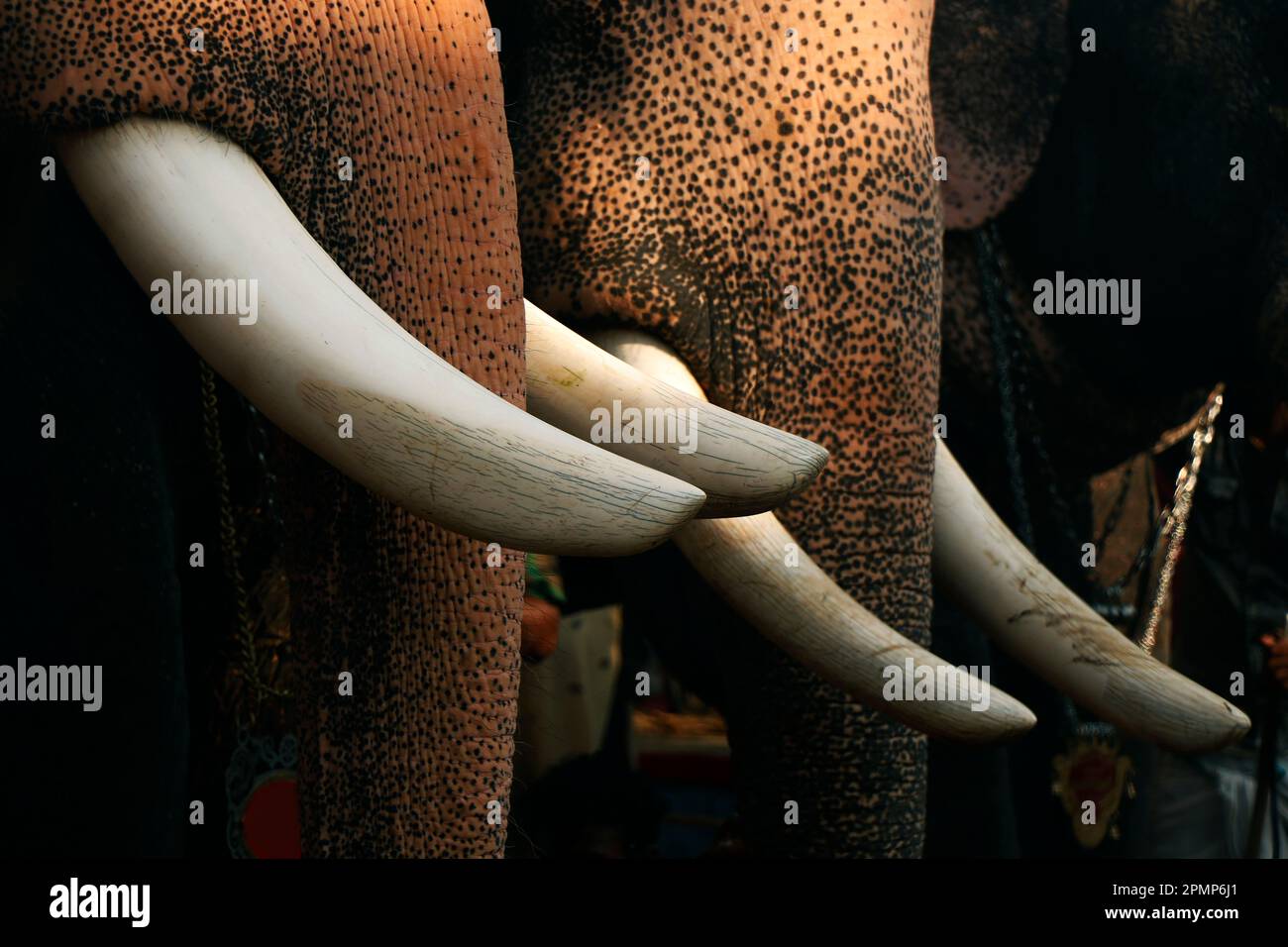 Bull elephant in shadow hi-res stock photography and images - Alamy