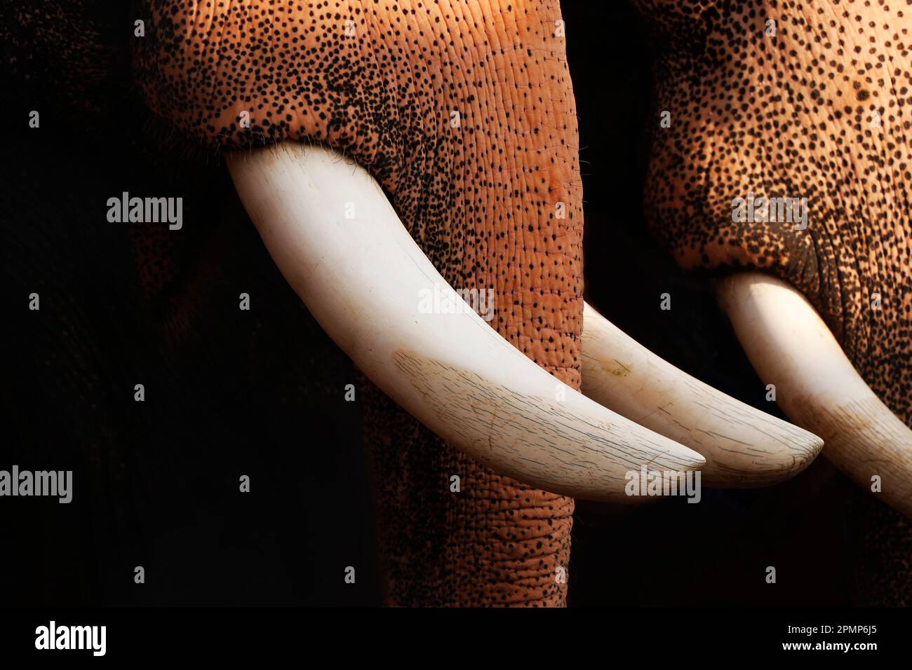 Bull elephant in shadow hi-res stock photography and images - Alamy