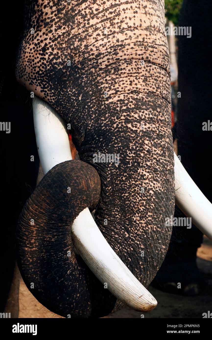 Bull elephant in shadow hi-res stock photography and images - Alamy