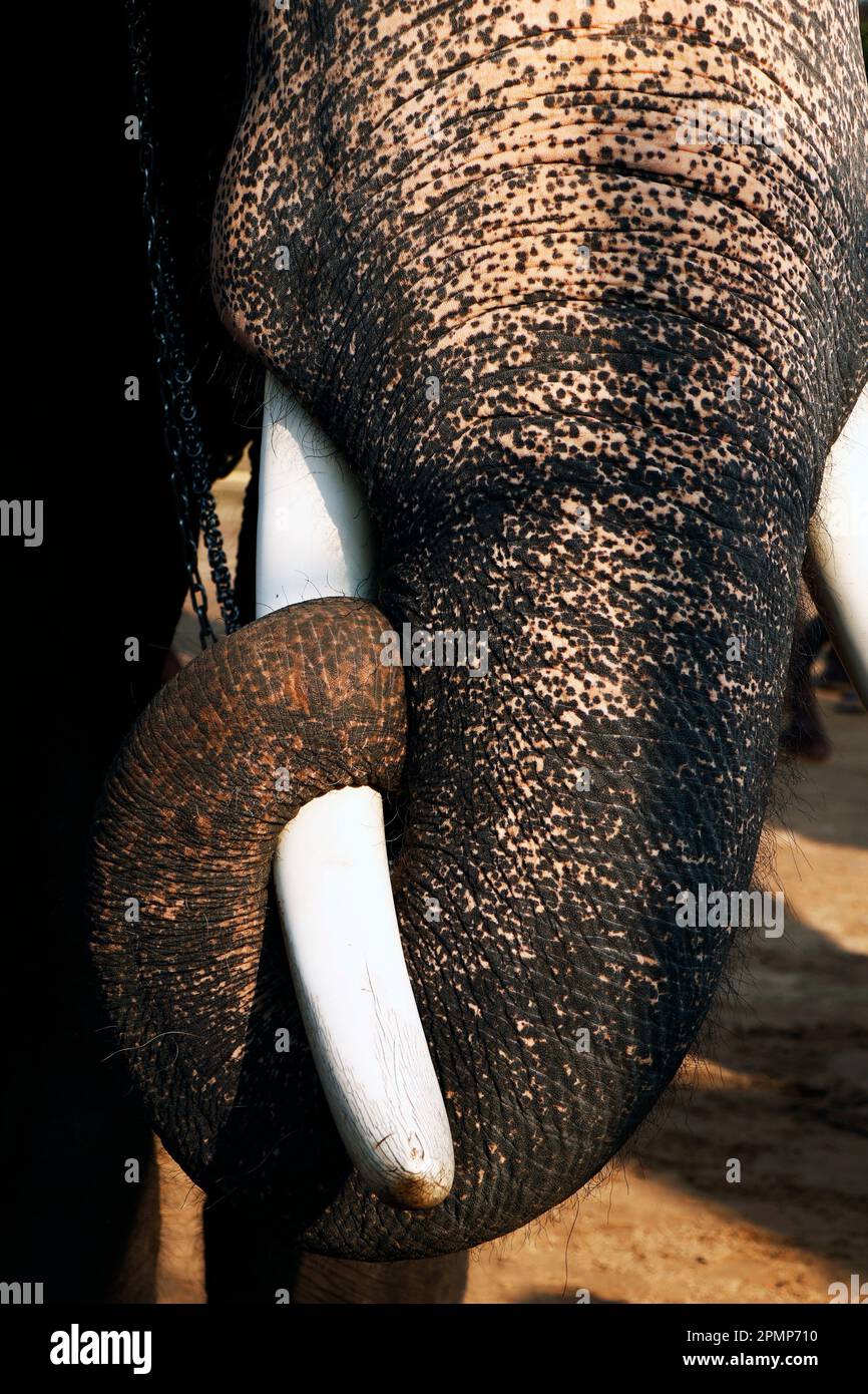 indian elephant trunk and tusk in close up Stock Photo - Alamy