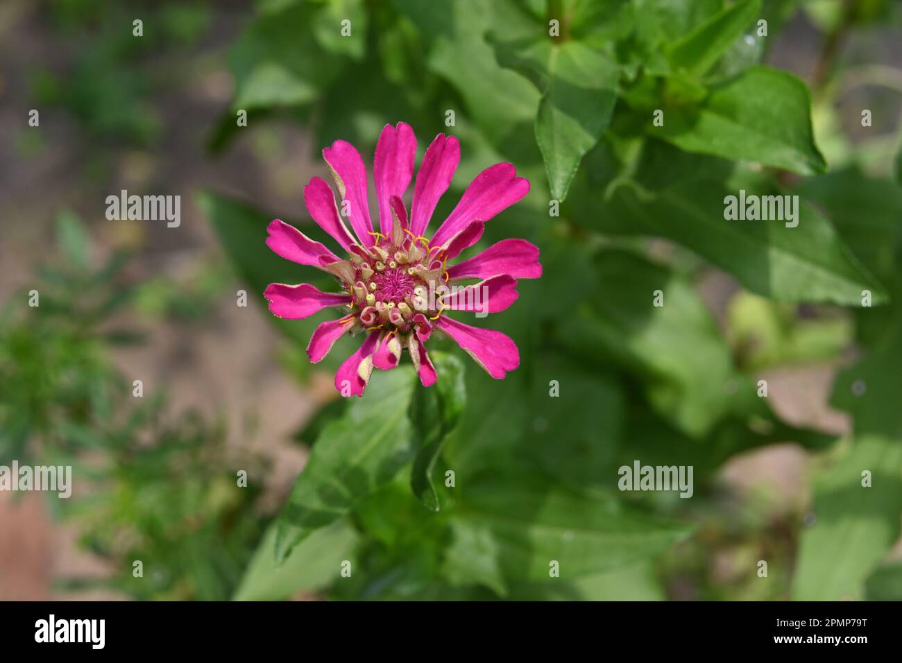 Flower slowly opening hi-res stock photography and images - Alamy