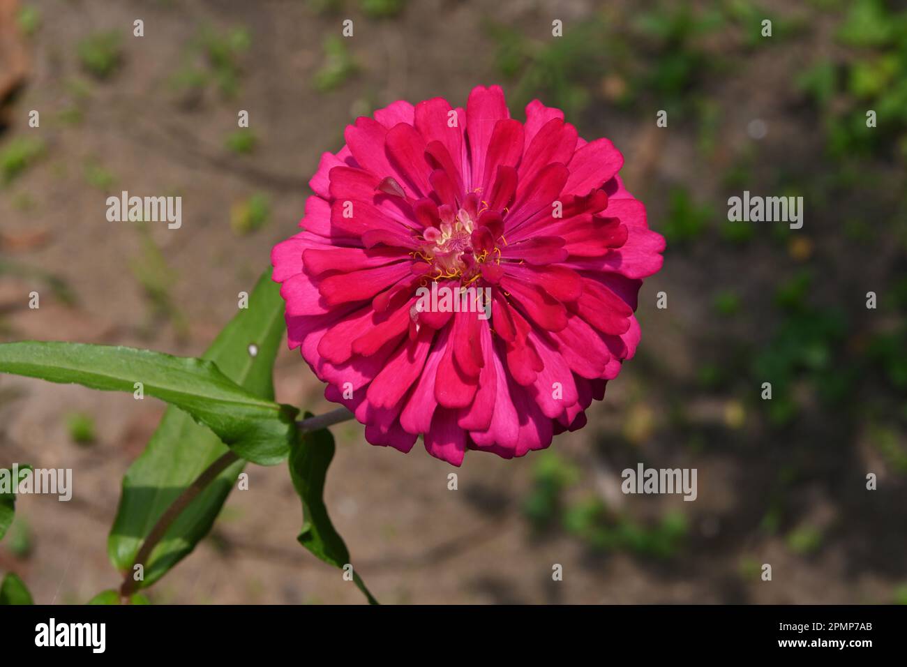 Double flowered zinnias hi-res stock photography and images - Alamy