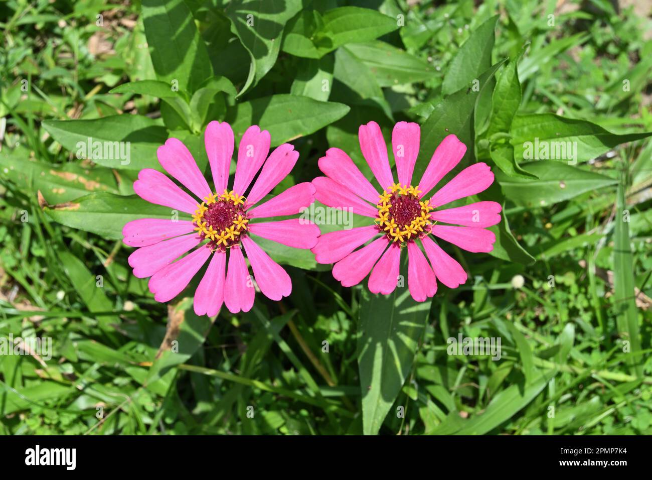 Bloomed zinnia flowers hi-res stock photography and images - Alamy