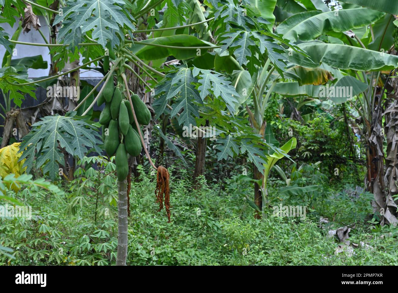 A Papaya tree with growing green Papaya fruits and leaves in a small ...