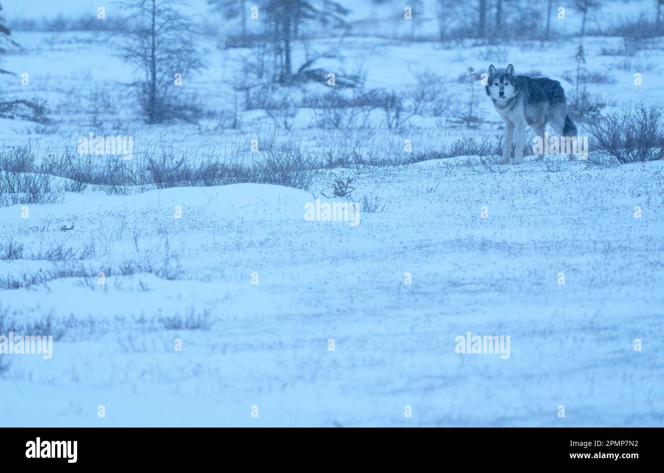 Gray wolf (Canis lupus) standing alert on snow, looking at the camera ...